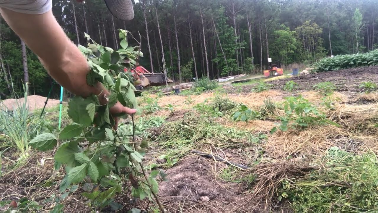 2020 Blackberry Root Cutting Update - YouTube