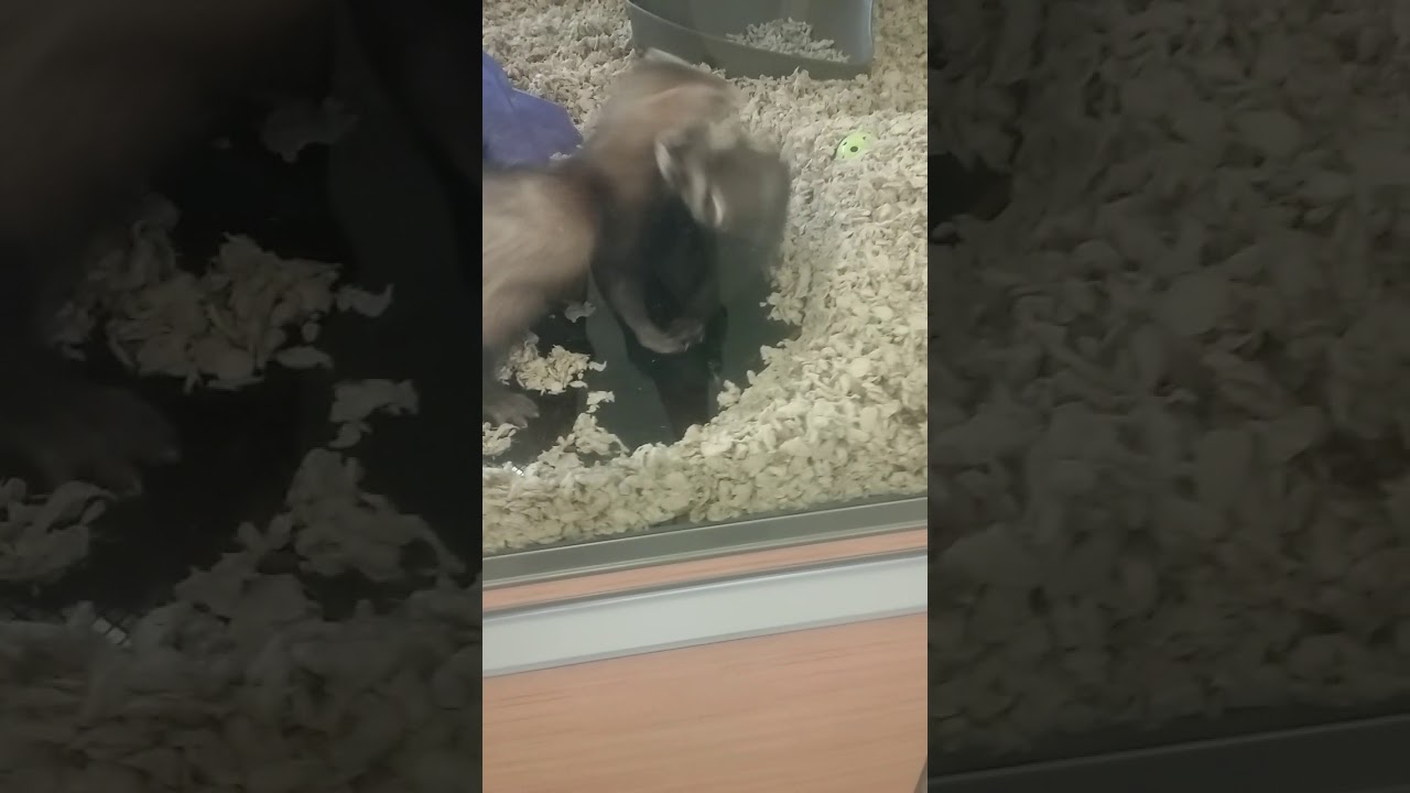 Ferret fight. Play who will win - YouTube