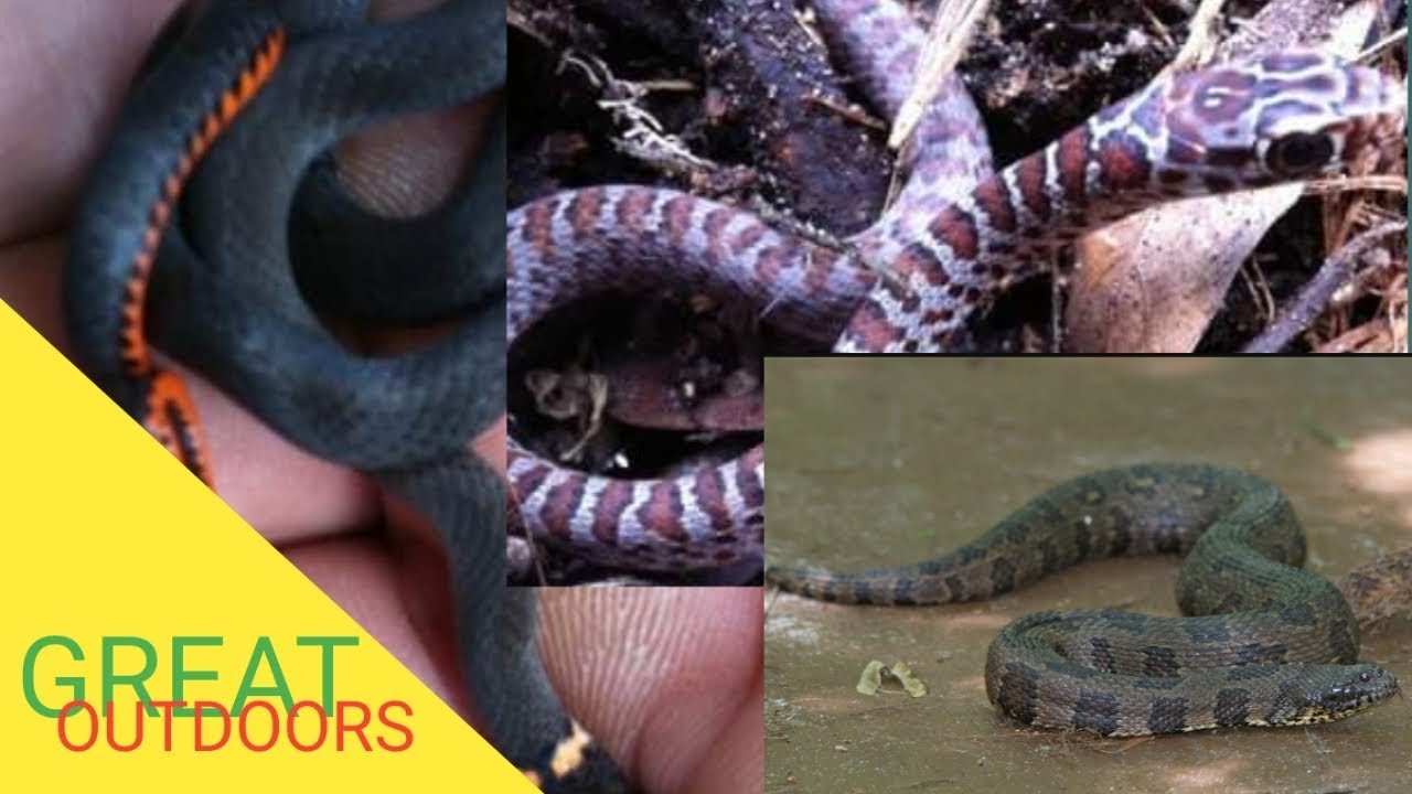 Florida's huge snake population snake identification part 2 - YouTube