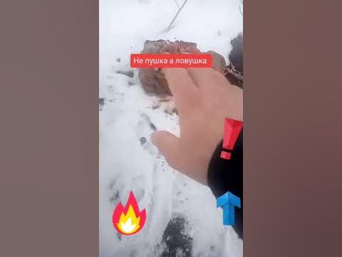 Ловушка на зайца! - YouTube
