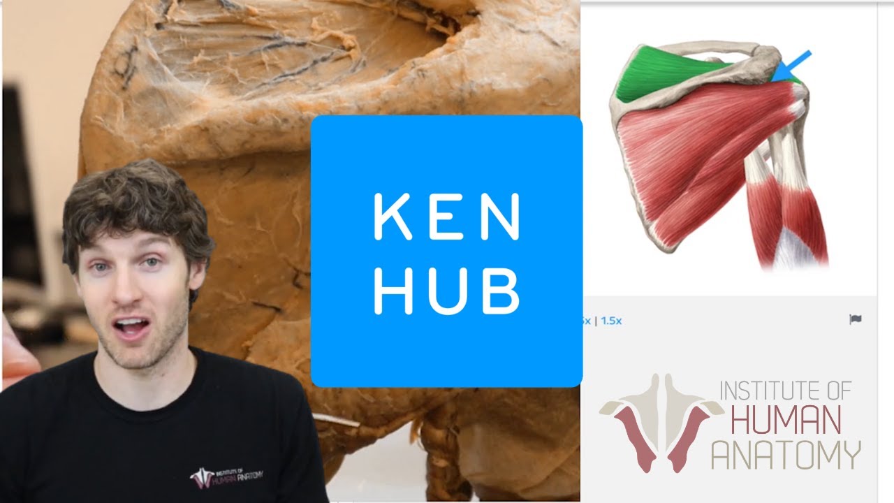 The BEST Way To Study Human Anatomy An In Depth Look At The Kenhub the-best-way-to-study-human-anatomy-an-in-depth-look-at-the-kenhub