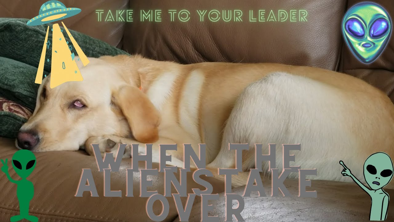 MY LABRADOR HAS BEEN TAKEN OVER BY ALIENS - What Do I Do!? - YouTube