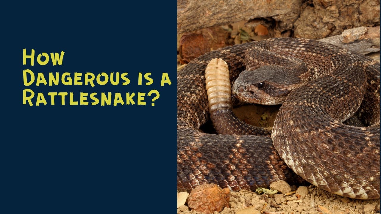 How Dangerous is a Rattlesnake? #reptiles - YouTube