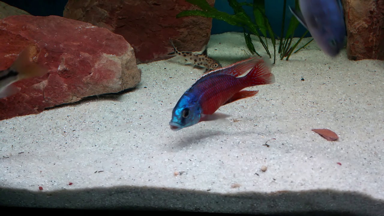 Protomelas taeniolatus red empress Malawi - YouTube