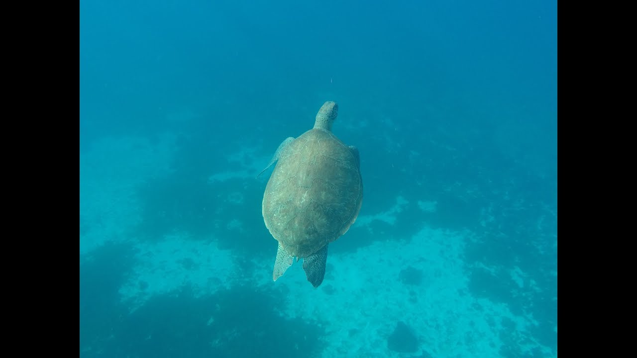 Turtle Martinique - YouTube