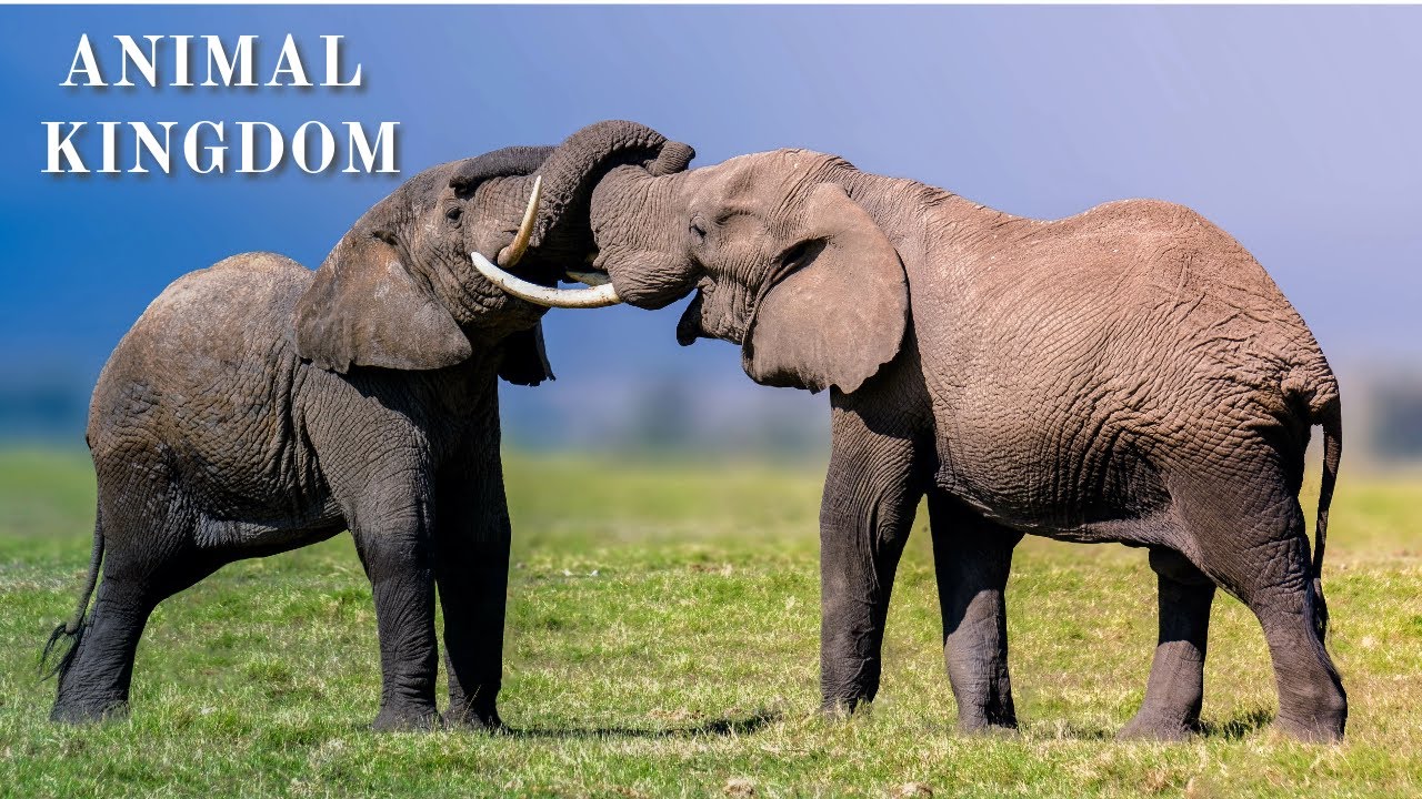 Animal Kingdom - Scenic Wildlife Film With Calming Music - YouTube