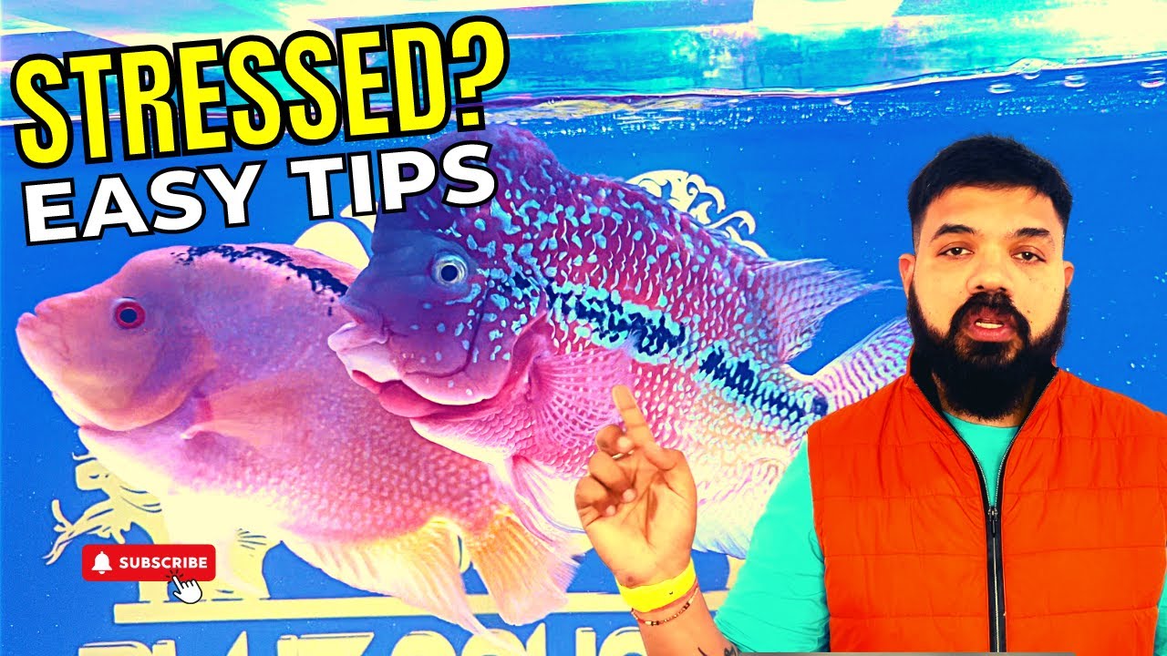 Stressed Flowerhorn Fish: Try This Now - YouTube