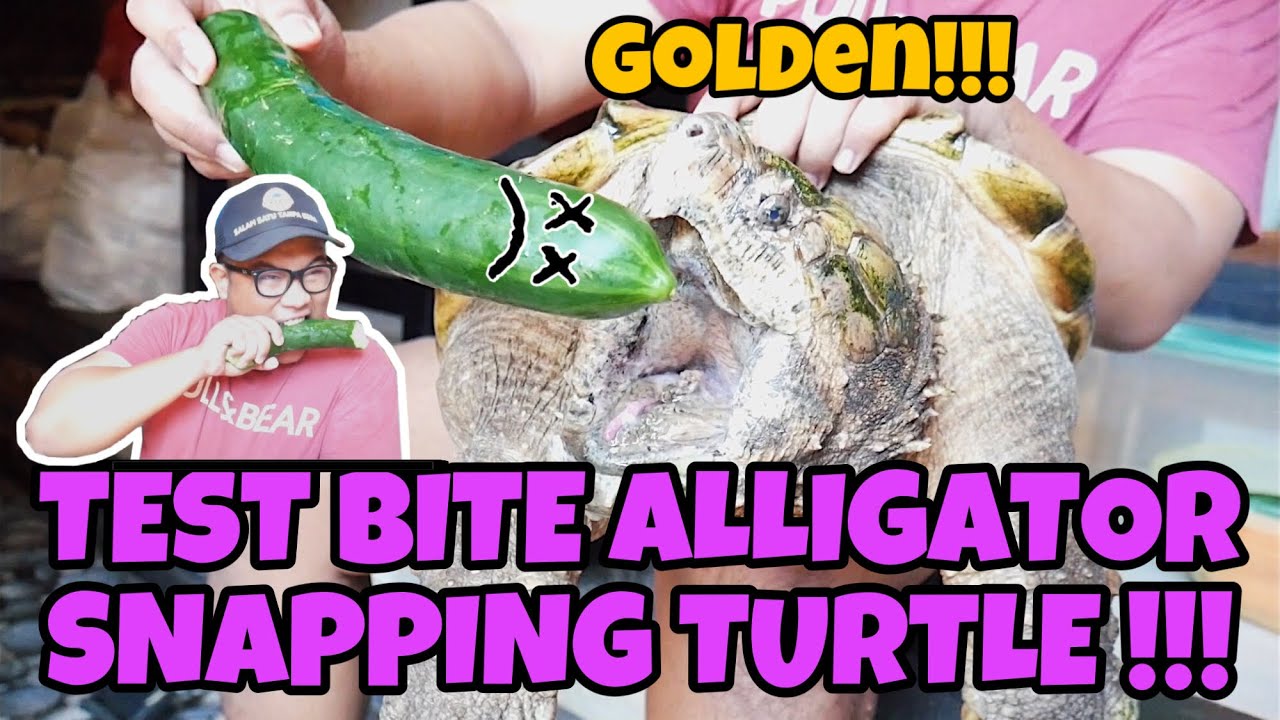 TEST BITE ALLIGATOR SNAPPING TURTLE ( GOLDEN ) !!! - YouTube