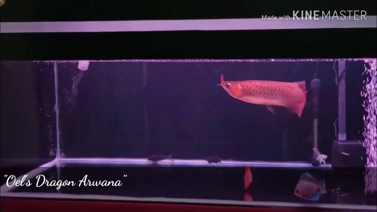 How The Dragon Fish Eating Centipede $ - YouTube