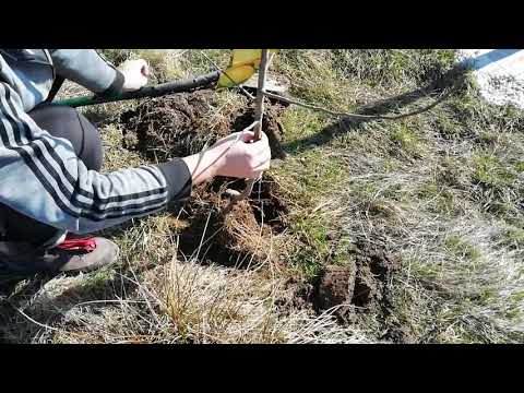 Plantam copaci - YouTube