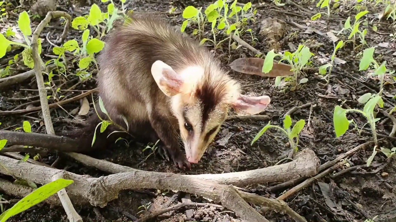 GAMBA ABATENDO CASCAVEL - YouTube