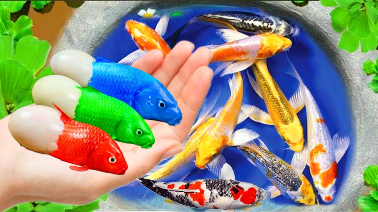 Most Amazing Catching Baby Turtles in Nest,Betta Fish, Three Tailed ...