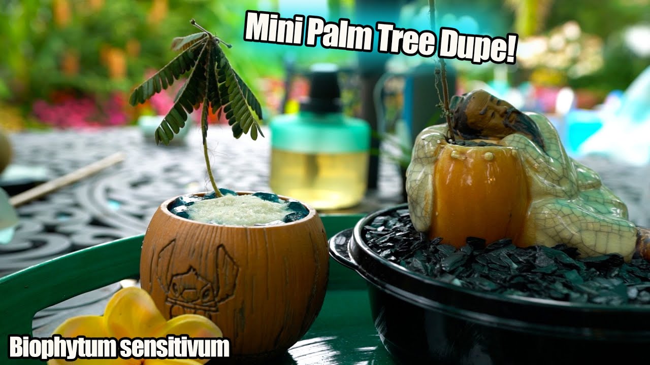 Little Tree Plant || Biophytum sensitivum - YouTube
