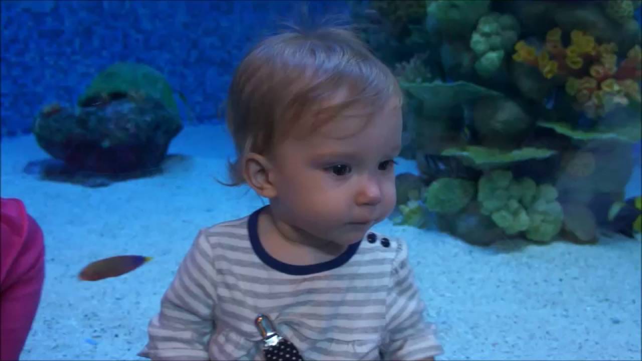 Baby Scared of Fish at Epcot's The Seas with Nemo and Friends - YouTube