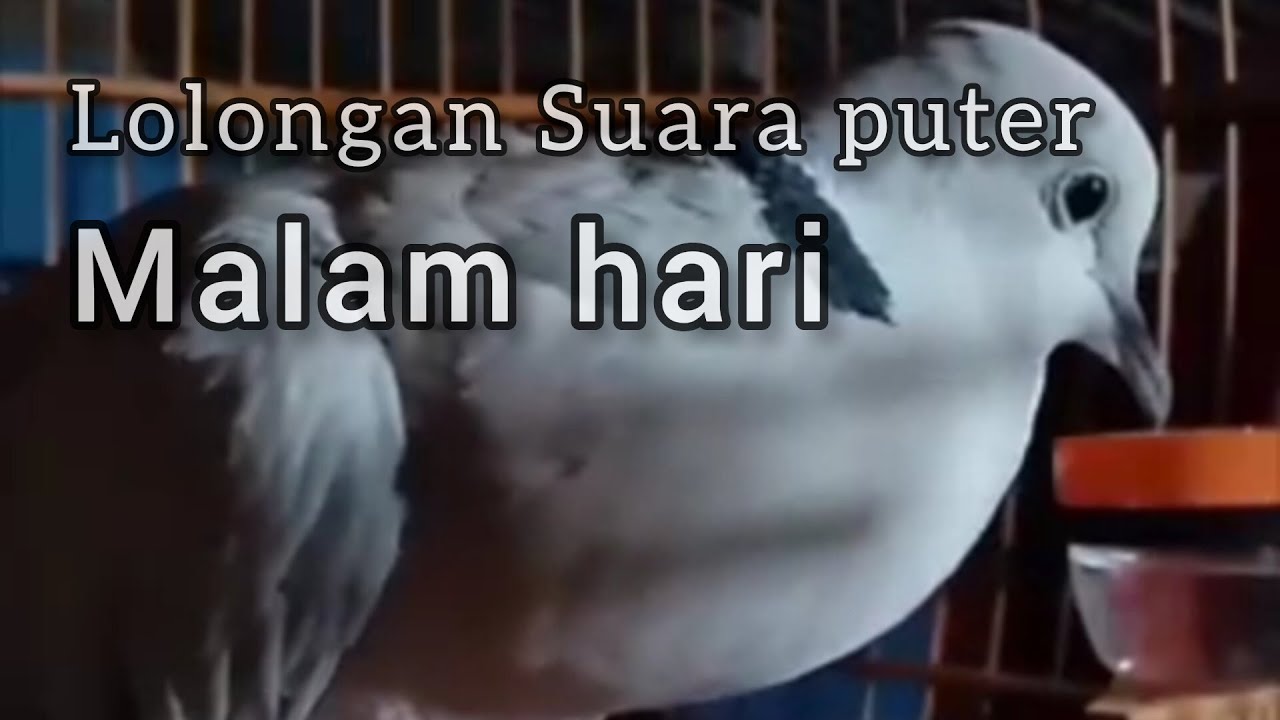 Suara burung puter pelung malam hari bagus untuk masteran puter pelung ...