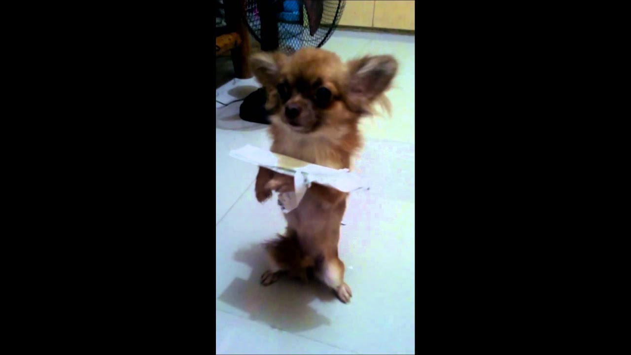 Cute Puppy Learns His Lesson - YouTube