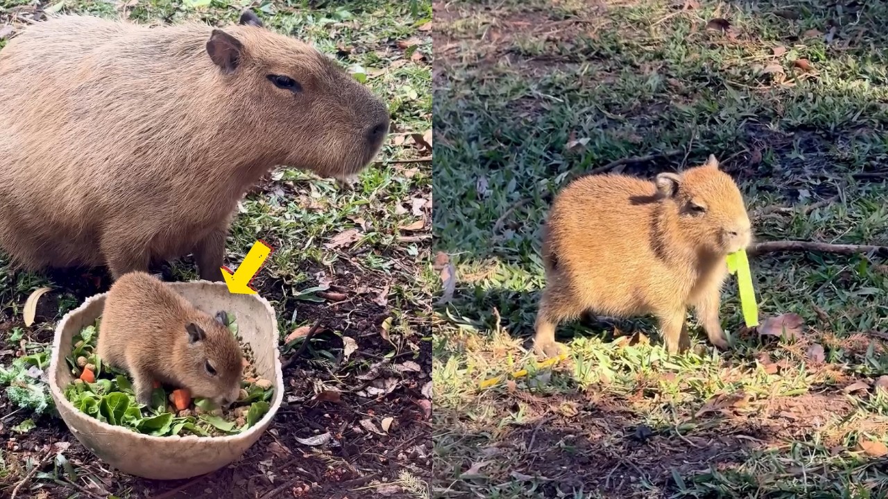 Meet Tupi: The Adorable Baby Capybara Taking Over the Internet! - YouTube