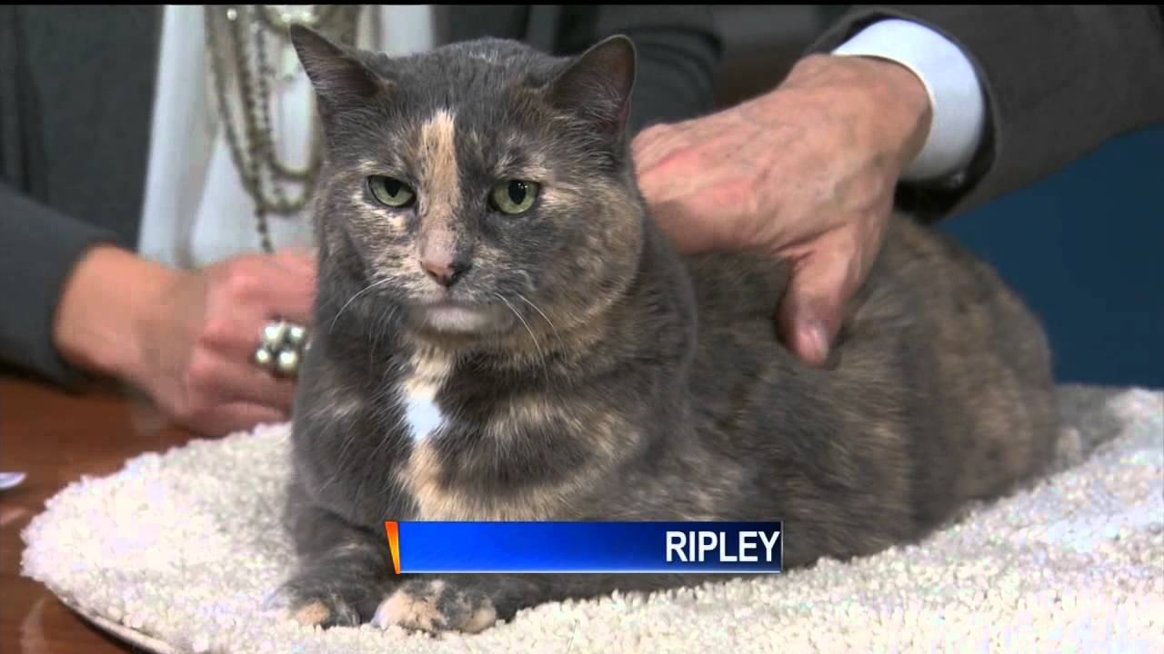 Pet Of The Week March 1, 2012: Ripley (Torby Cat) - YouTube