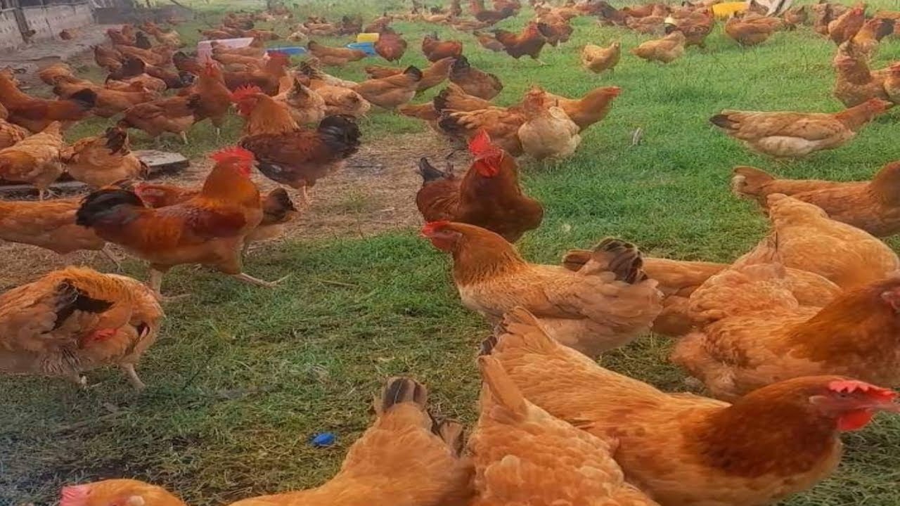 AMAZING CHICKEN FARM HARVEST Heritage chicken - YouTube