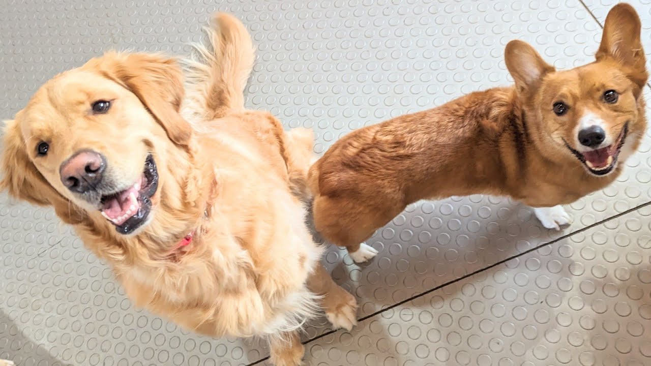 Paws & Effect Inc Doggy Daycare | Weekly Roundup # 106 - YouTube