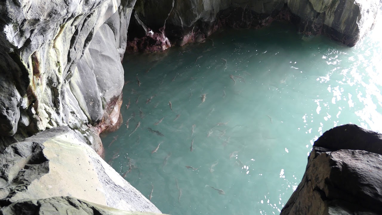 baby sharks in Madeira - YouTube