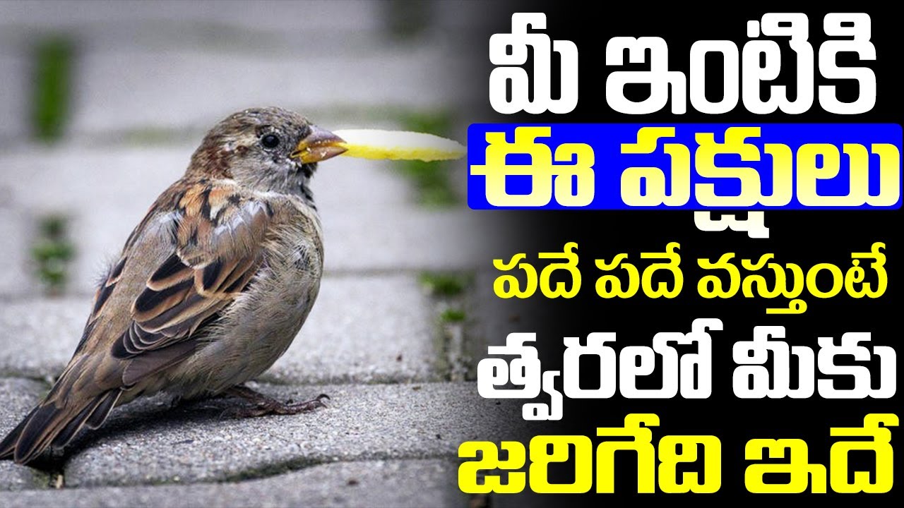 మీ ఇంటికి ఈ పక్షులు పదే పదే వస్తుంటే త్వరలో మీకు జరిగేదిఇదే Pakshulu ...