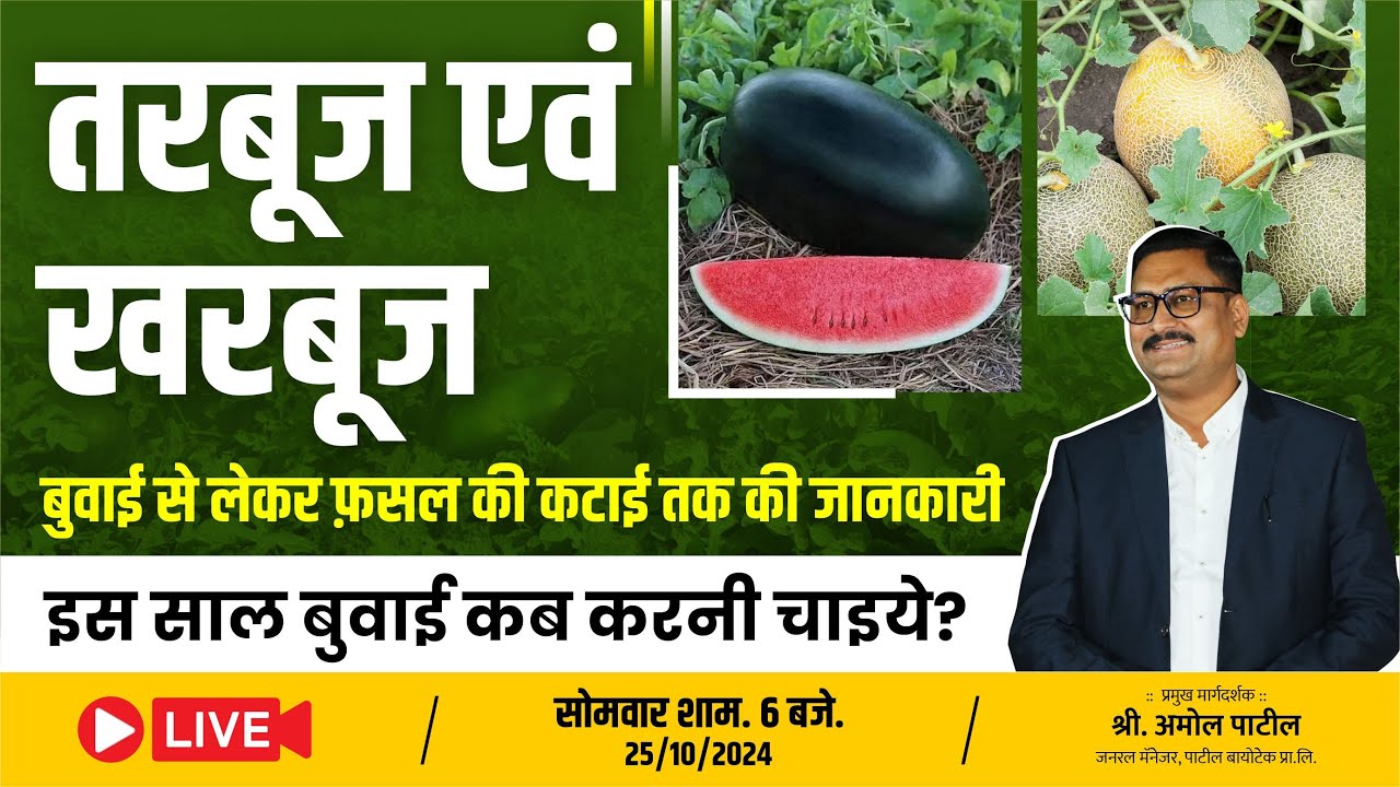 तरबुज एवं खरबूज बुवाई से लेकर फसल कटने तक की जानकारी Tarbuj ev kharbuj ...