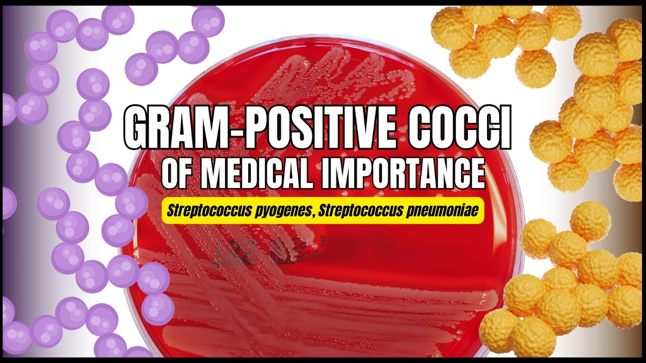 Streptococci | Classification, Hemolysis, Lancefield Groups, S ...