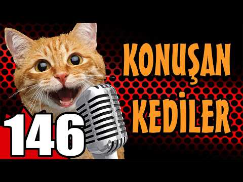 Konuşan Kediler 146 - En Komik Kedi Videoları - Pati TV