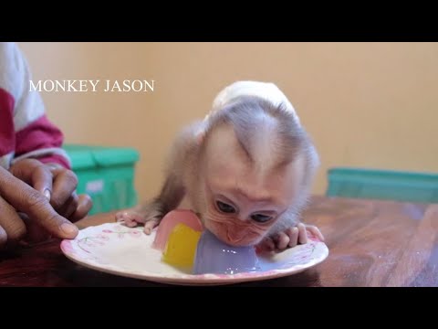 OMG!! Tiny Baby Jason Very Like To Eat Pudding, Monkey Jason Muffled ...