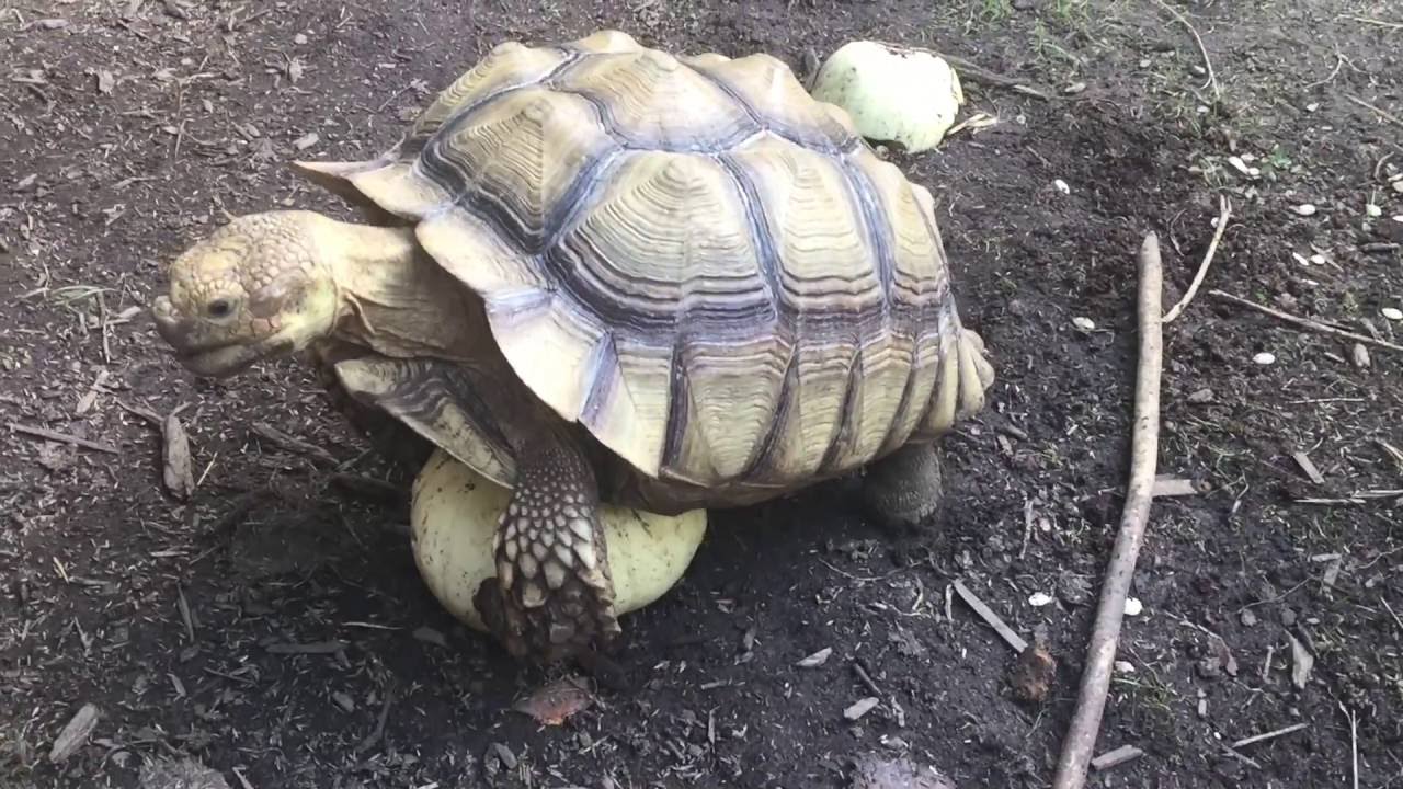 Sulcatta Tortoise Humping A Pumpkin - YouTube