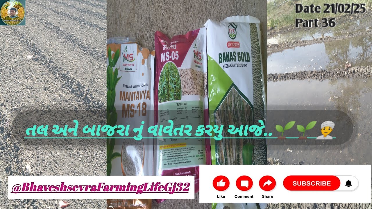 તલ અને બાજરા નું વાવેતર કરયુ આજે||Talala And Bajra Nu Vavetar Karyu ...