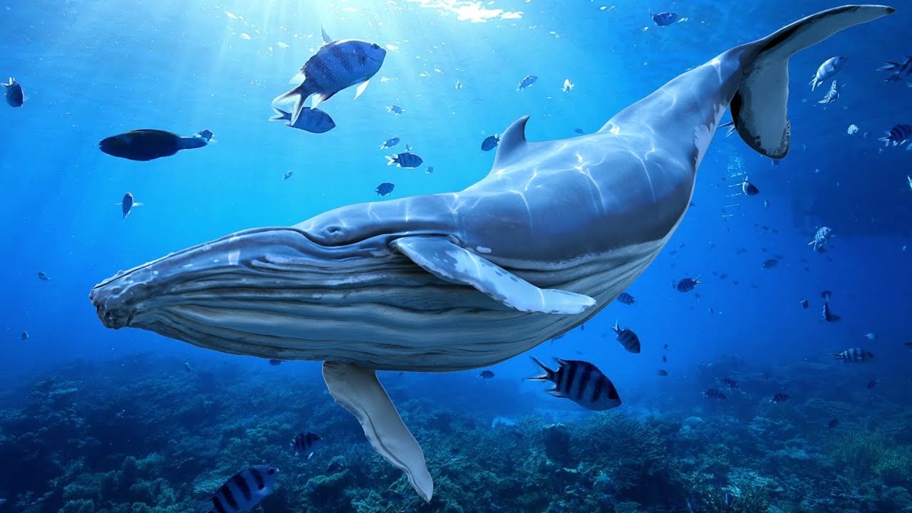 Peaceful Music, Relaxing Music, Instrumental Music "Cry of The Blue ...