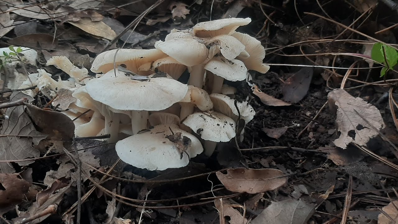 COMO ENCONTRAR clavitos hueros 😱😎🍄🍄👌#nature #video #viral #hongos - YouTube