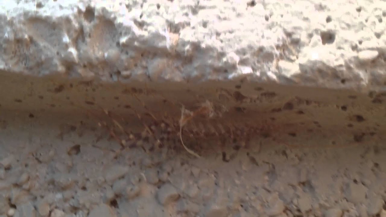 Raar dier: Spinduizendpoot - YouTube