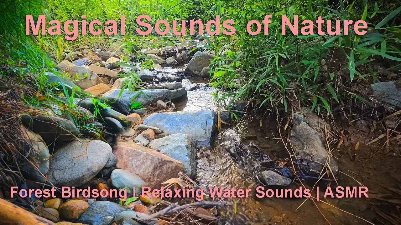 Magical Sounds of Nature: Harmonious Forest Birdsong, Relaxing Water ...