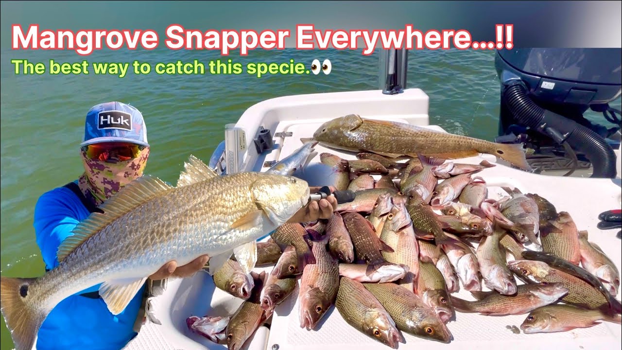 Freeport Surfside Fishing - The best way to catch mangrove snapper ...
