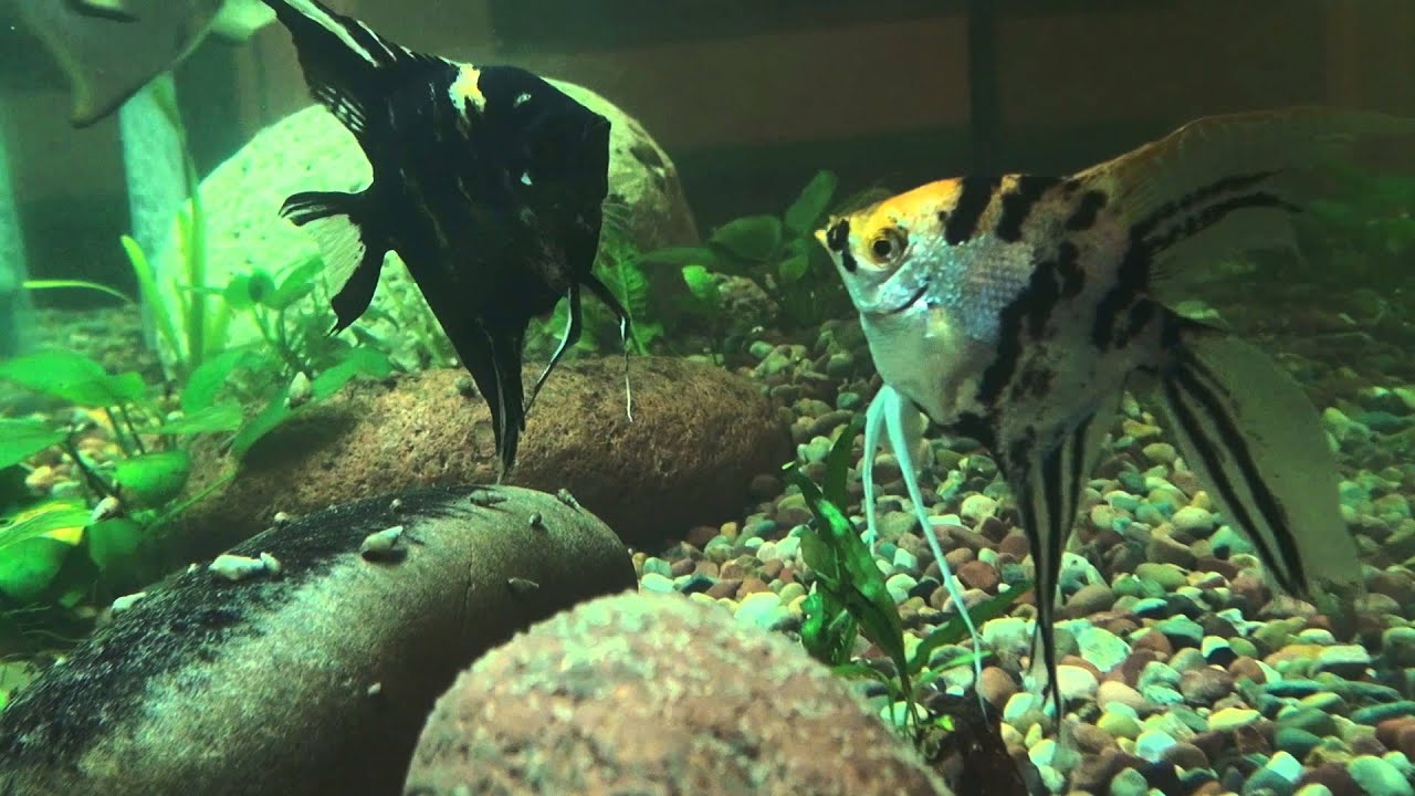 Angelfish breeding - YouTube