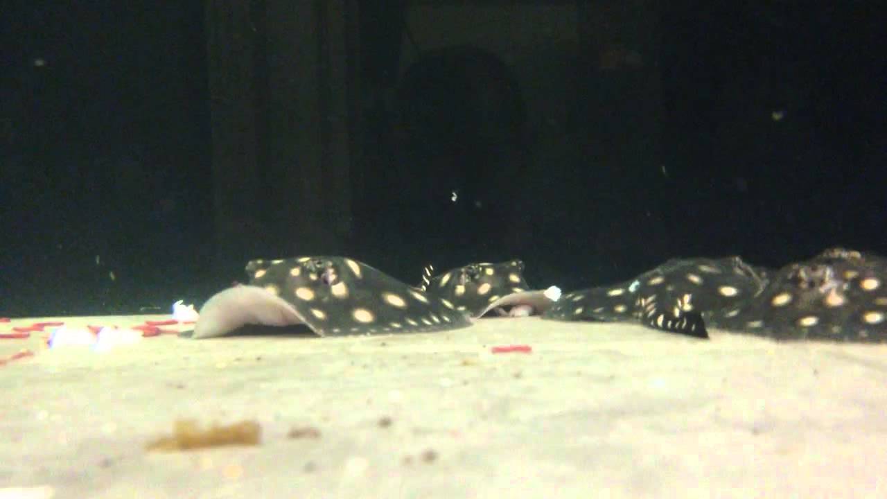 Stingray pups feeding - 10 days old - YouTube