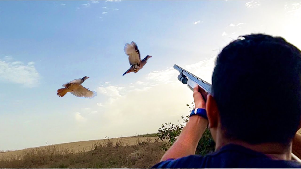 Chasse Perdrix et Lievre 2021- Hare & partridge Hunting / TAVŞAN AVI ...