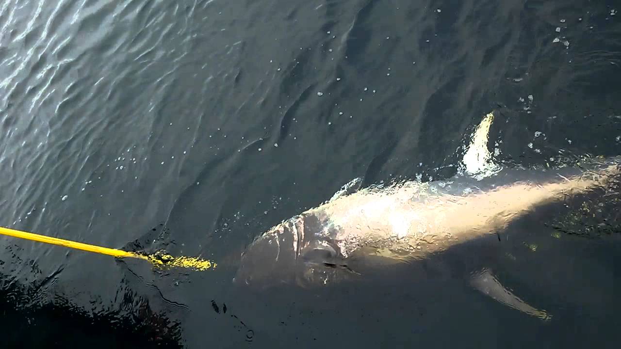 400 LB Bluefin Tuna released from Rosguill 10 Oct 15 - YouTube
