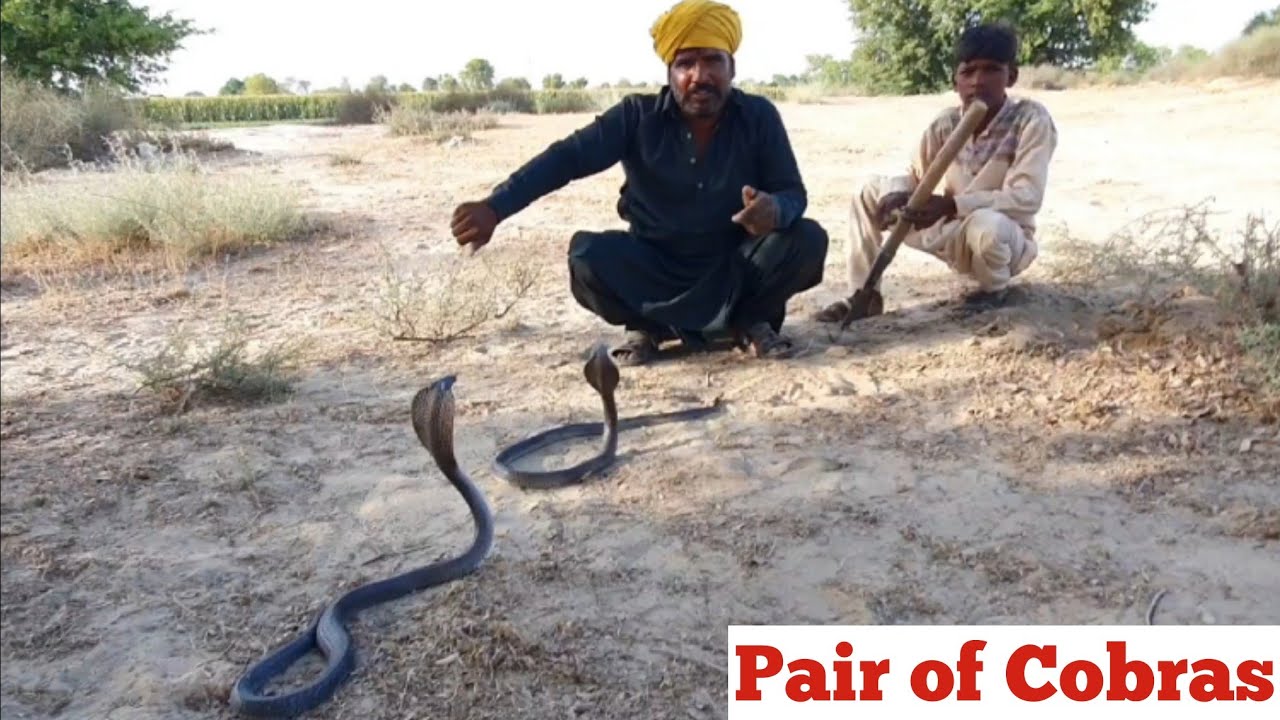 Pair of Black Cobra Snakes found in the Fields - YouTube