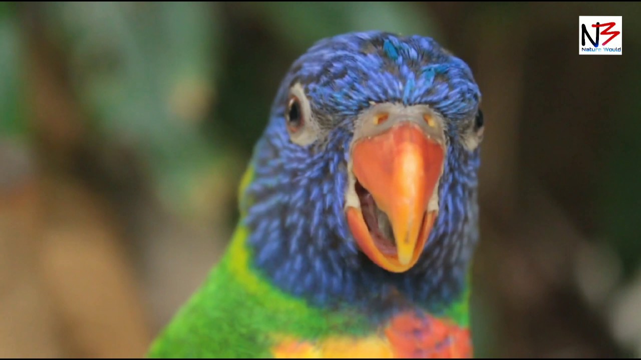 Amazing natural beautiful wild life Birds - YouTube