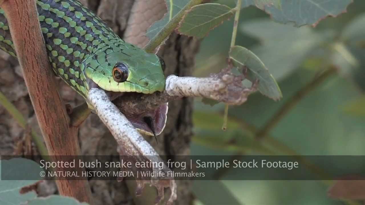 Snake eating frog HD - YouTube
