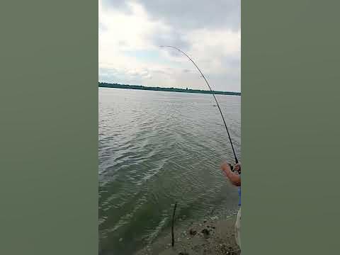 сеть с кормушкой - YouTube