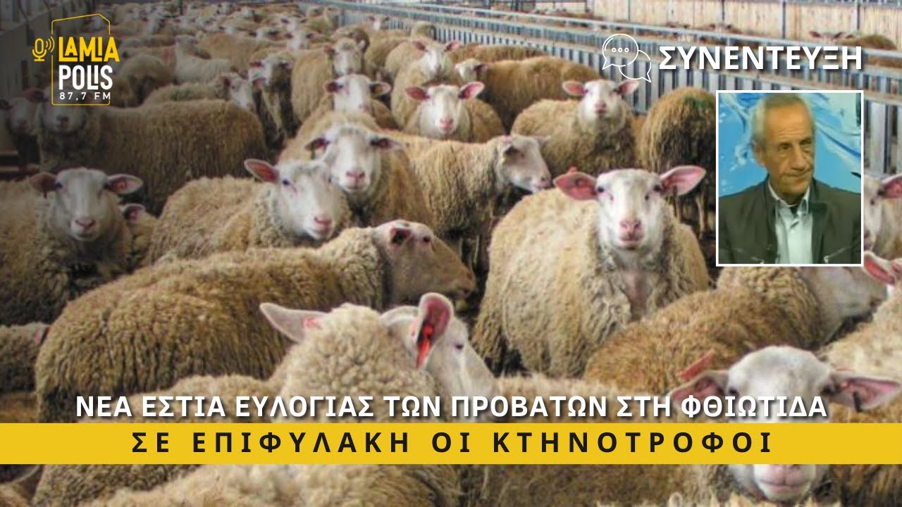 Σε επιφυλακή οι κτηνοτρόφοι για τη νέα εστία ευλογιάς των προβάτων στη ...
