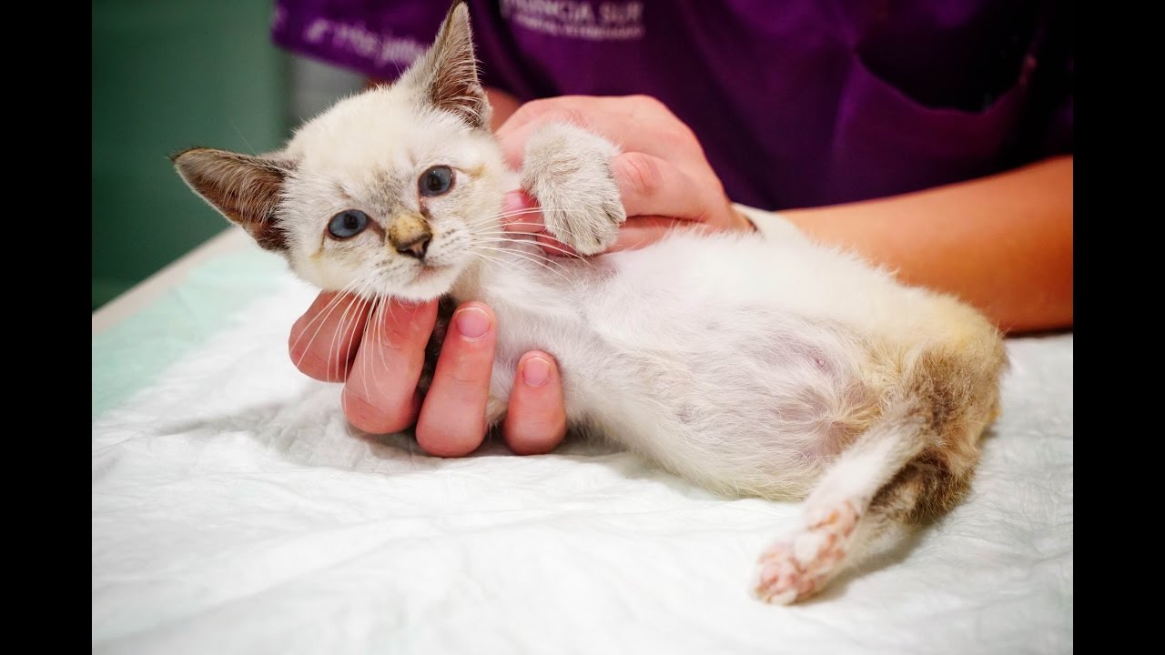 Abused kitty crushed with a heavy weight. Help us save Ariel! - YouTube