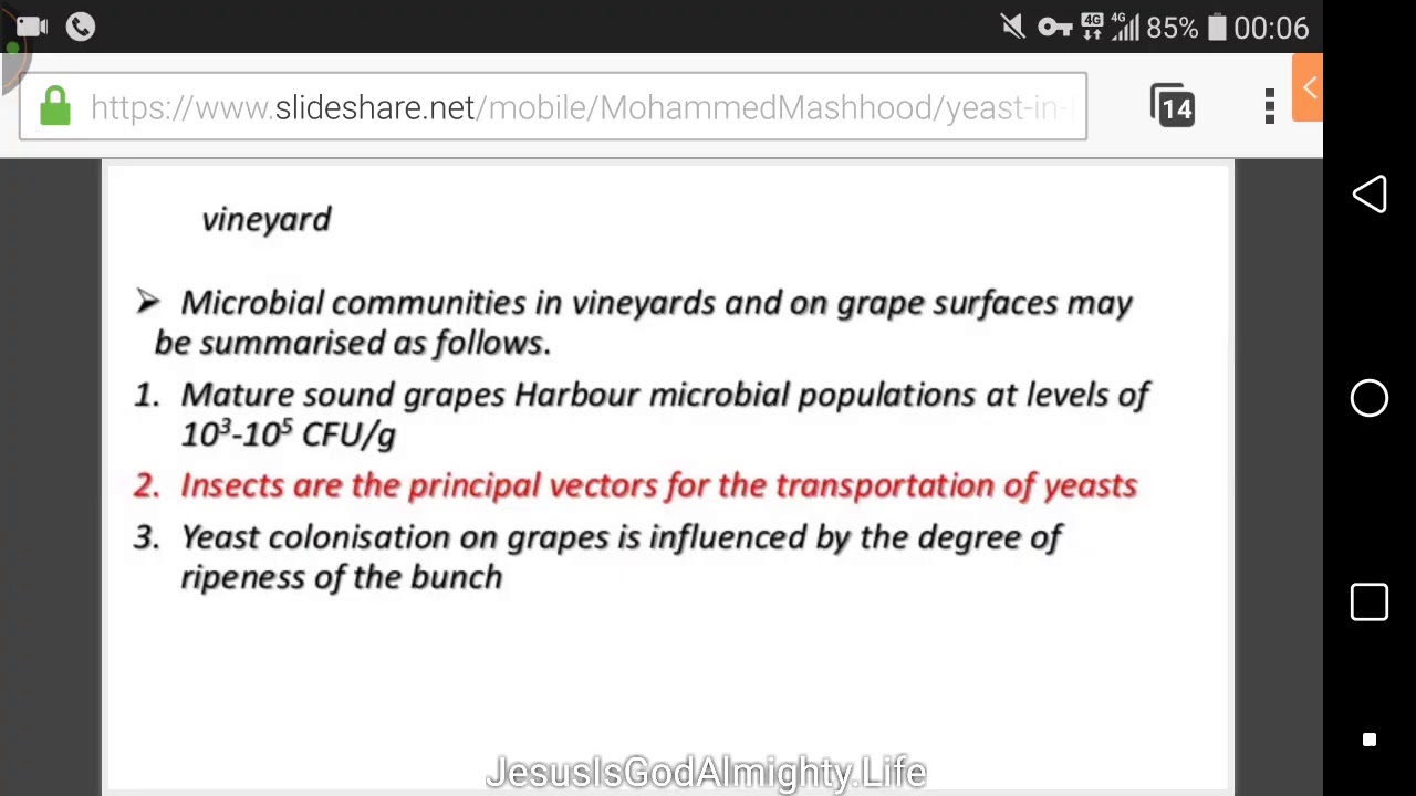 Candida Albicans - Monilia - YouTube