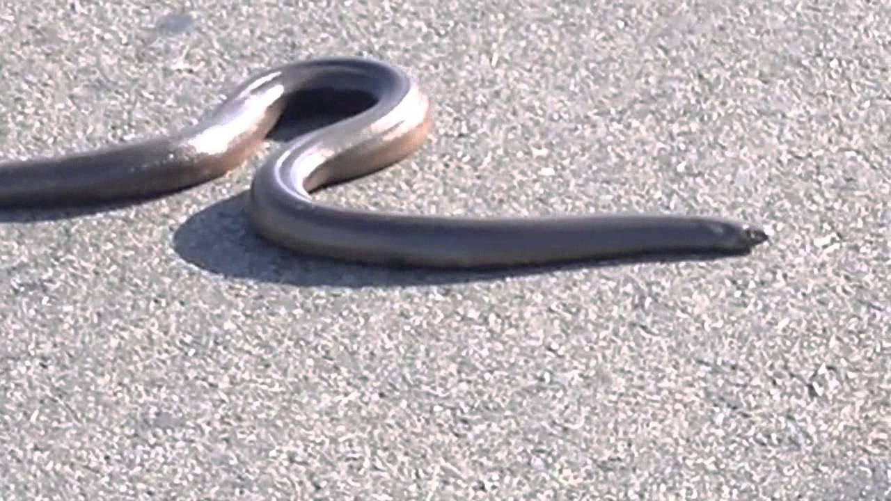 double headed snake - YouTube