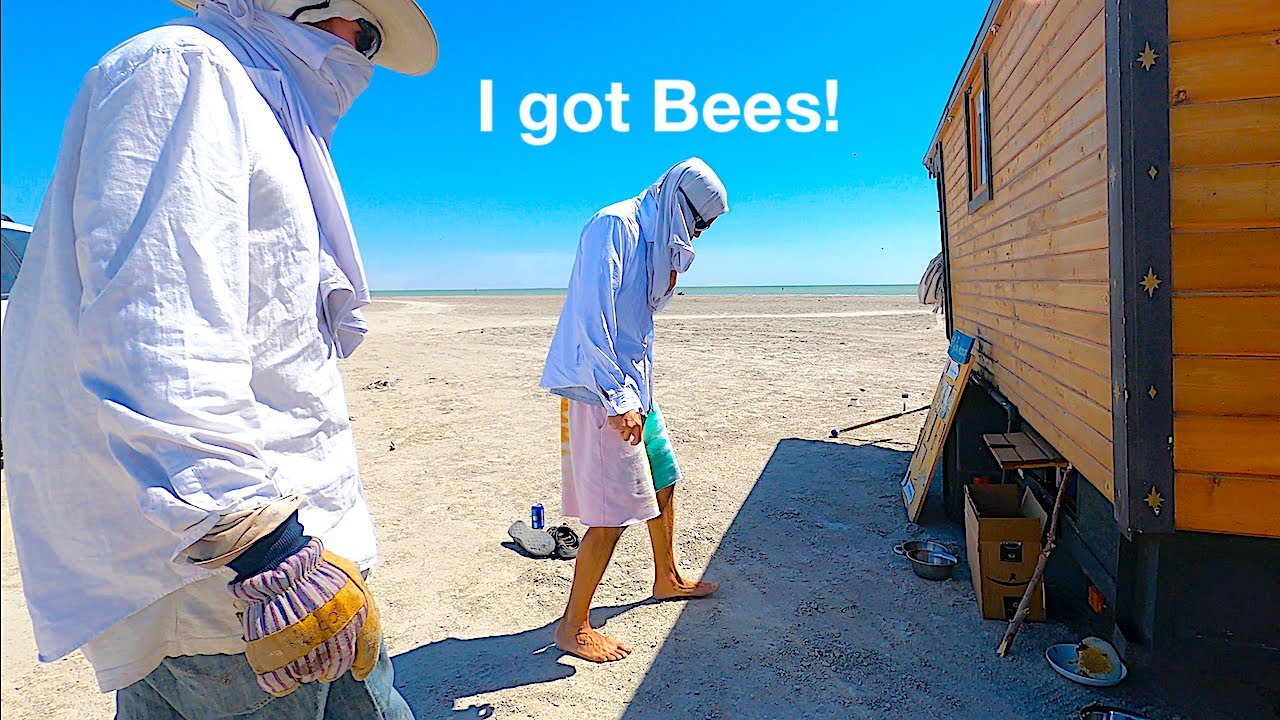 Bee Infestation & Removal | Killer Bees moved into my Camper | Rehoming ...